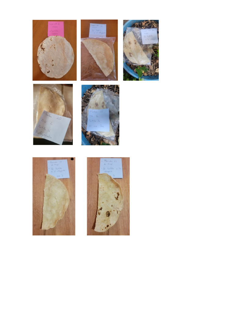 Tortilla | PDF
