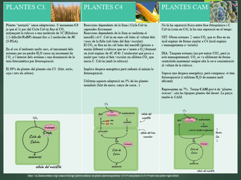 c3,c4icam | PDF