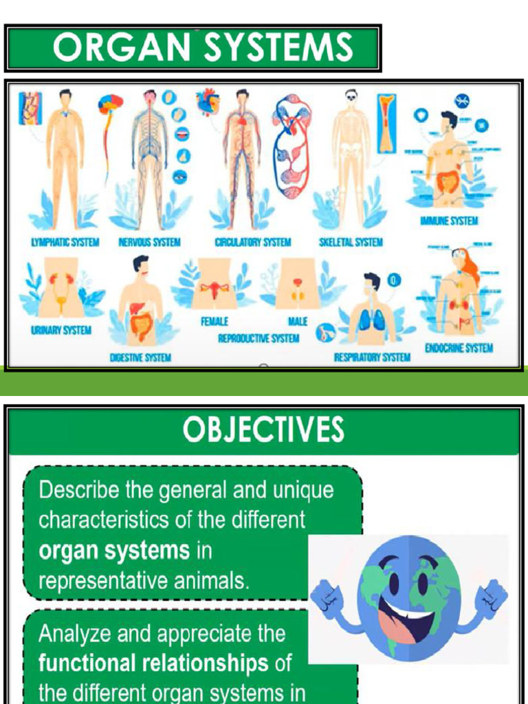 Organ Systems and Animal Survival | PDF | Human Body | Circulatory System