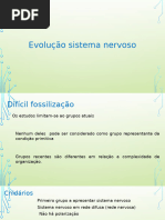 Simetria Corporal em Animais | PDF | Sistema nervoso | Corpo humano