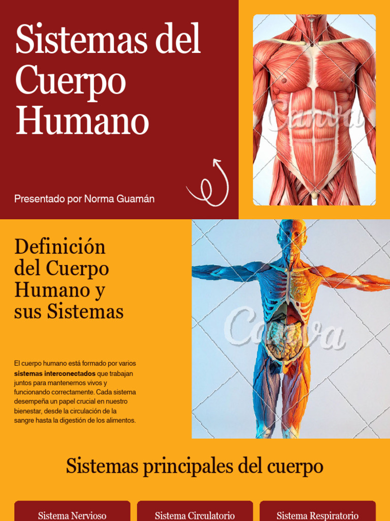 Sistemas del Cuerpo Humano Explicados | PDF | Nutrientes | Sistema ...