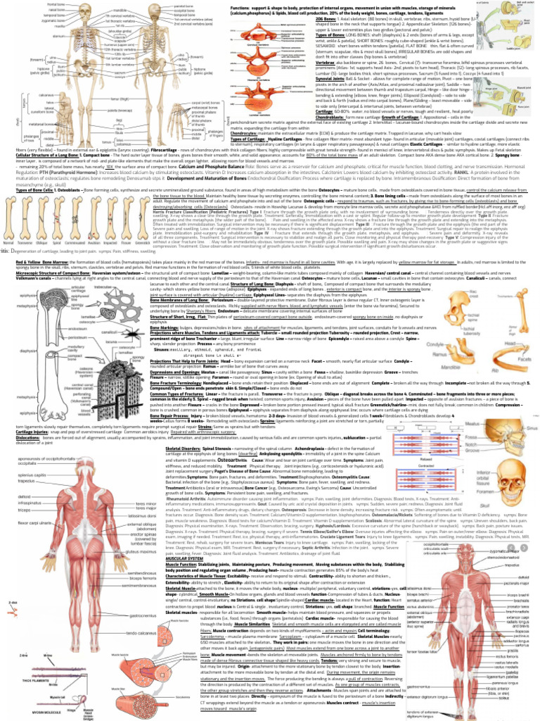 Anatomy and Physiology Cheat Sheet - Skel, Musc, Int | PDF | Bone ...