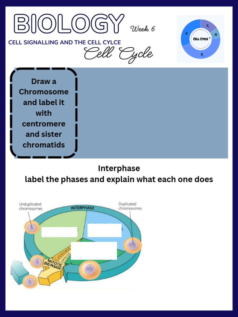 Intro to Cell Cycle | PDF | Mitosis | Chromosome