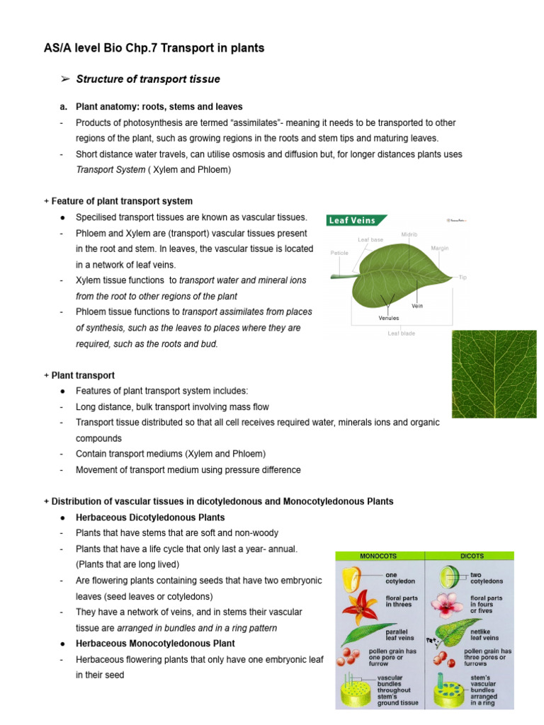 Plant Transport Systems Explained | PDF | Leaf | Plant Stem