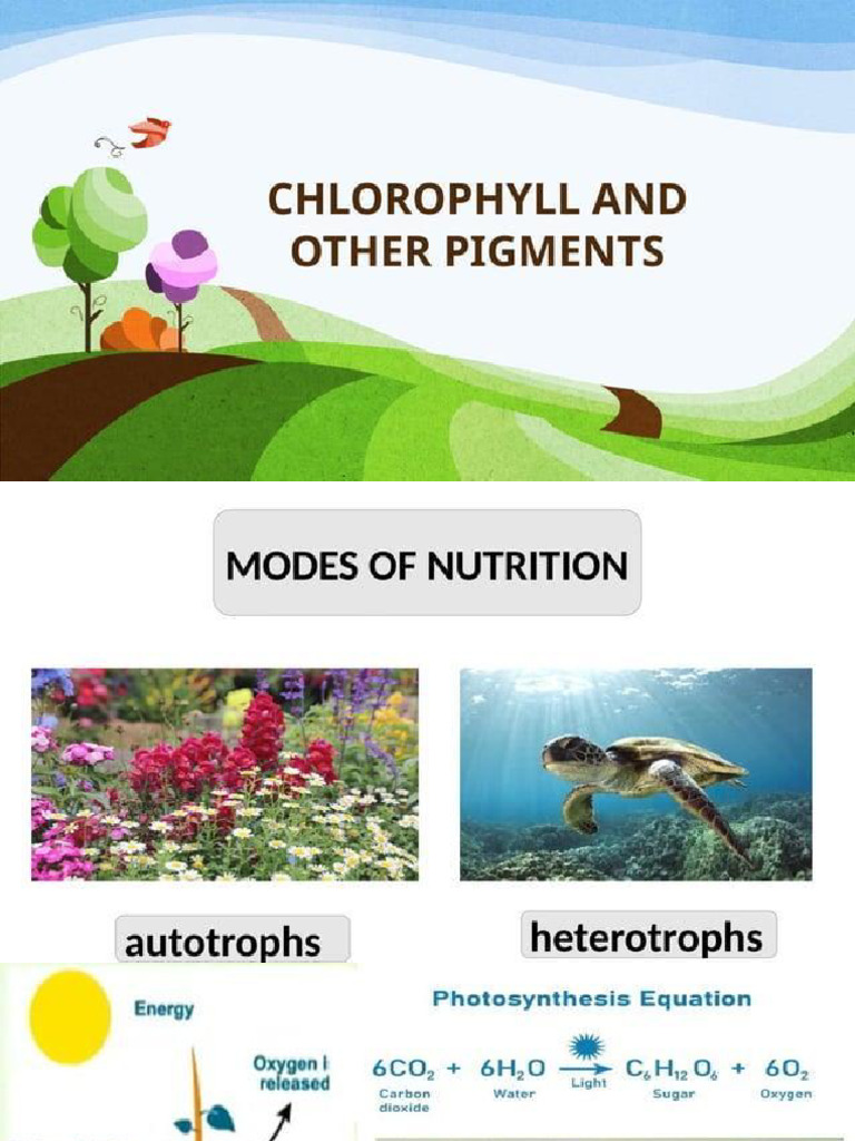 Chloroplast Chlorophyll and Other Pigments Notes | PDF