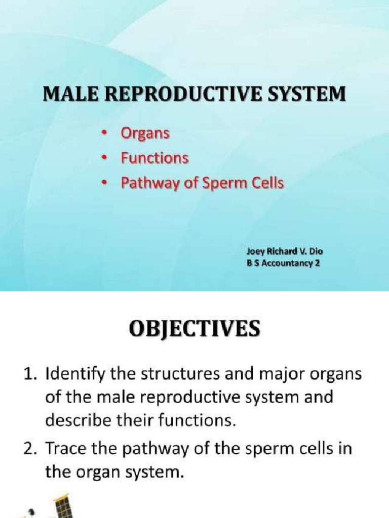 Male Reproductive System Lesson Plan | PDF