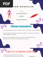 Estructura y función de los miocitos | PDF | Músculo | Biología Celular