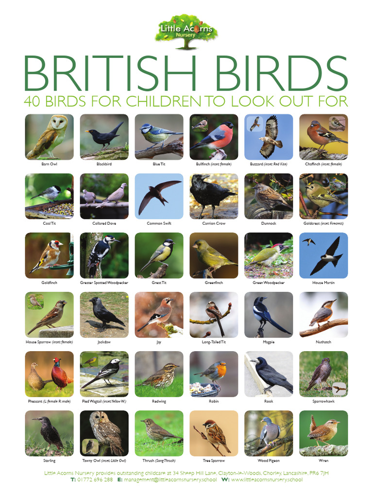 British Birds Poster Download | PDF