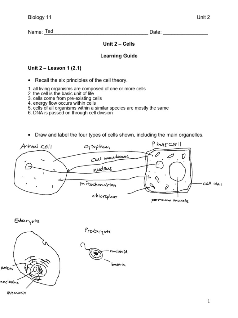bio11U2LG | PDF | Cell (Biology) | Microscope
