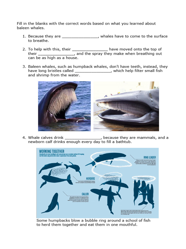 Baleen Whale | PDF