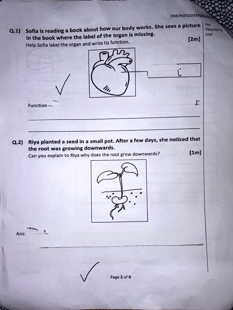 Science Grade 2 Cambridge | PDF | Botany | Plants