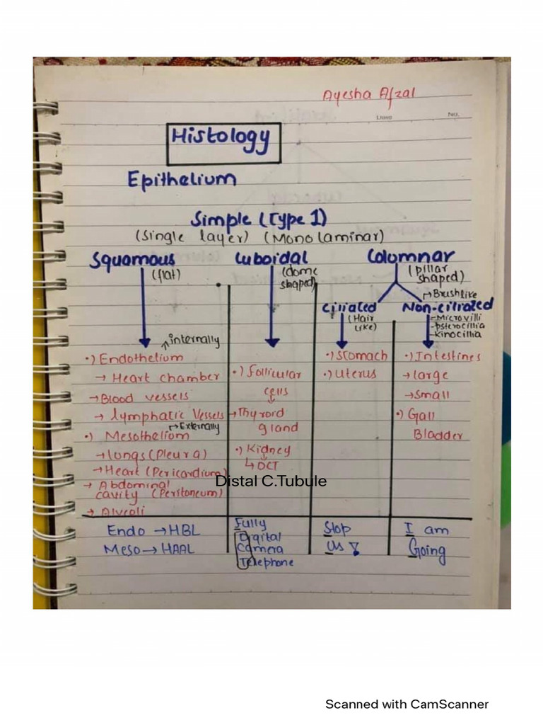 Histology Notes | PDF