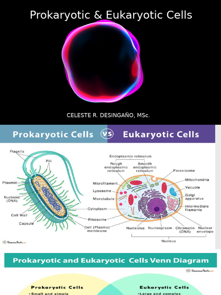 Prokaryotic & Eukaryotic Cells | PDF
