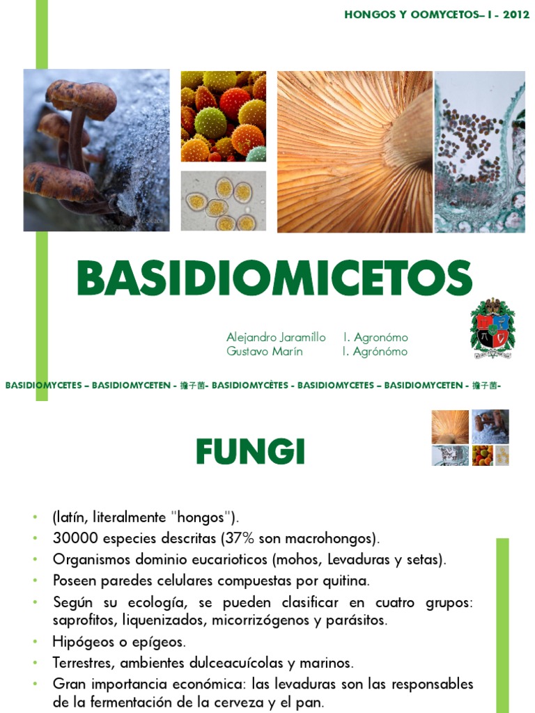 Características y tipos de basidiomicetos | PDF | Hongo | Micología