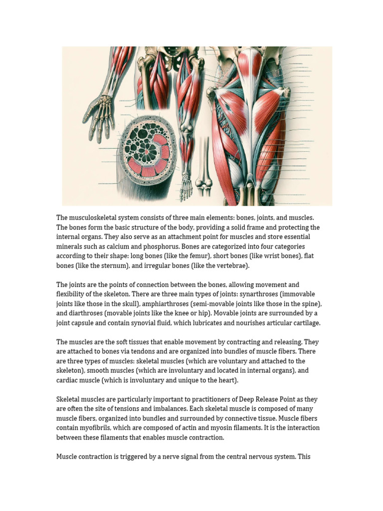 Deep Release Point, Muscle PT 1 | PDF | Skeletal Muscle | Skeleton