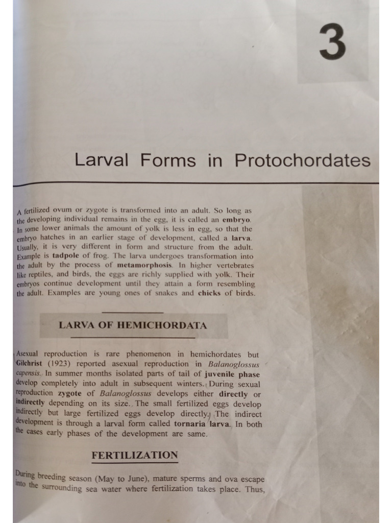Larval Forms in Protochordates | PDF