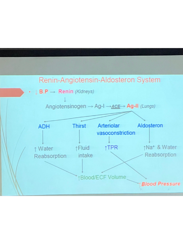 Blood Pressure Part 2 | PDF