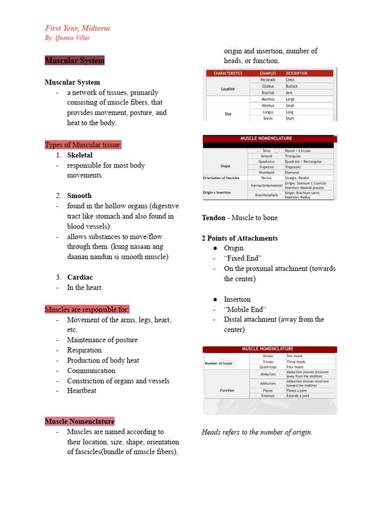 Muscular System (LAB) | PDF | Human Leg | Anatomical Terms Of Motion