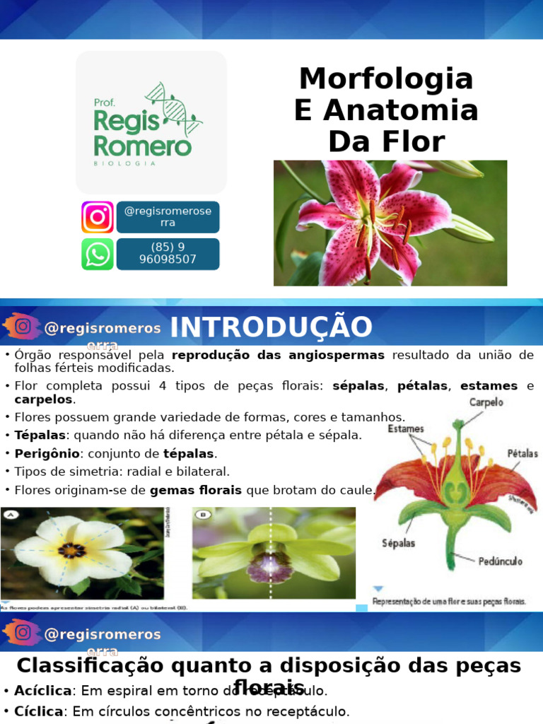 Morfologia e Anatomia Das Flores | PDF | Flores | Polinização
