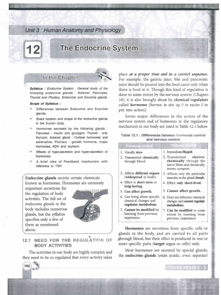 Chapter 12 - Endocrine System | PDF