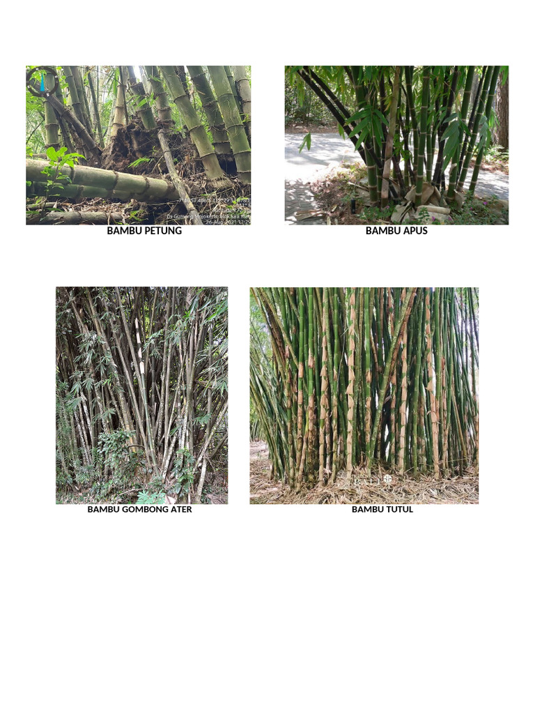 Bambu Petungbambu Apus | PDF