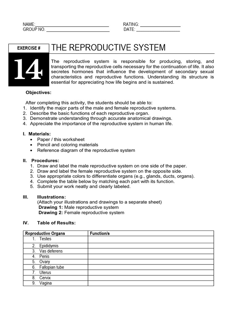 HA Lab Exercise 14 Reproductive System | PDF