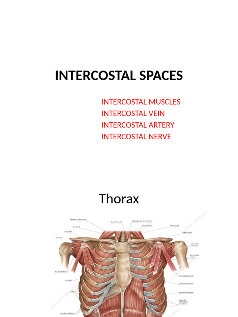 Intercostal Space | PDF