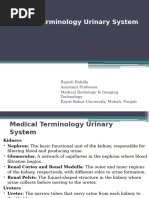 Urinary System Medical Terminology Guide | PDF | Kidney | Urinary System