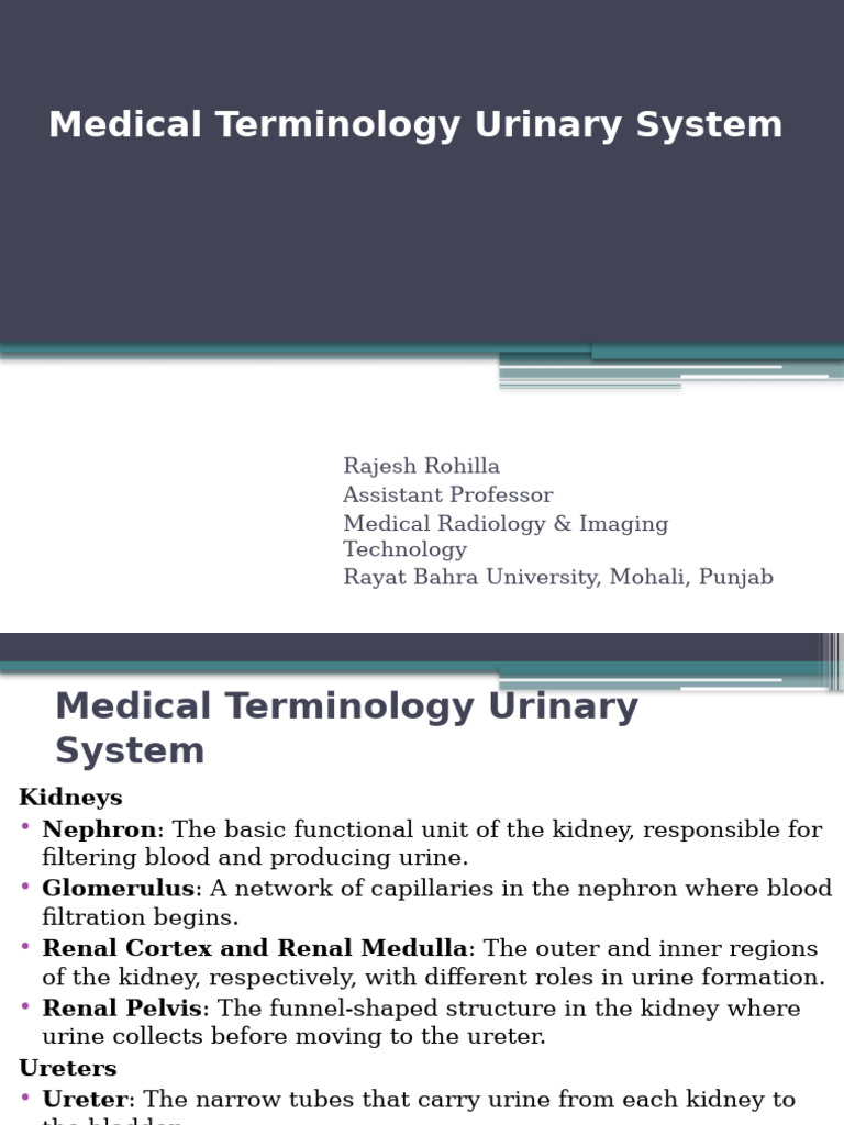 Medical Terminology Nervous System | PDF | Kidney | Urinary System