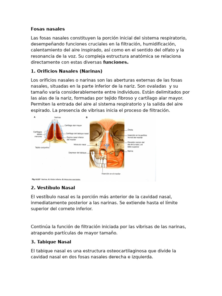 Funciones y Anatomía de las Fosas Nasales | PDF | Nariz humana ...