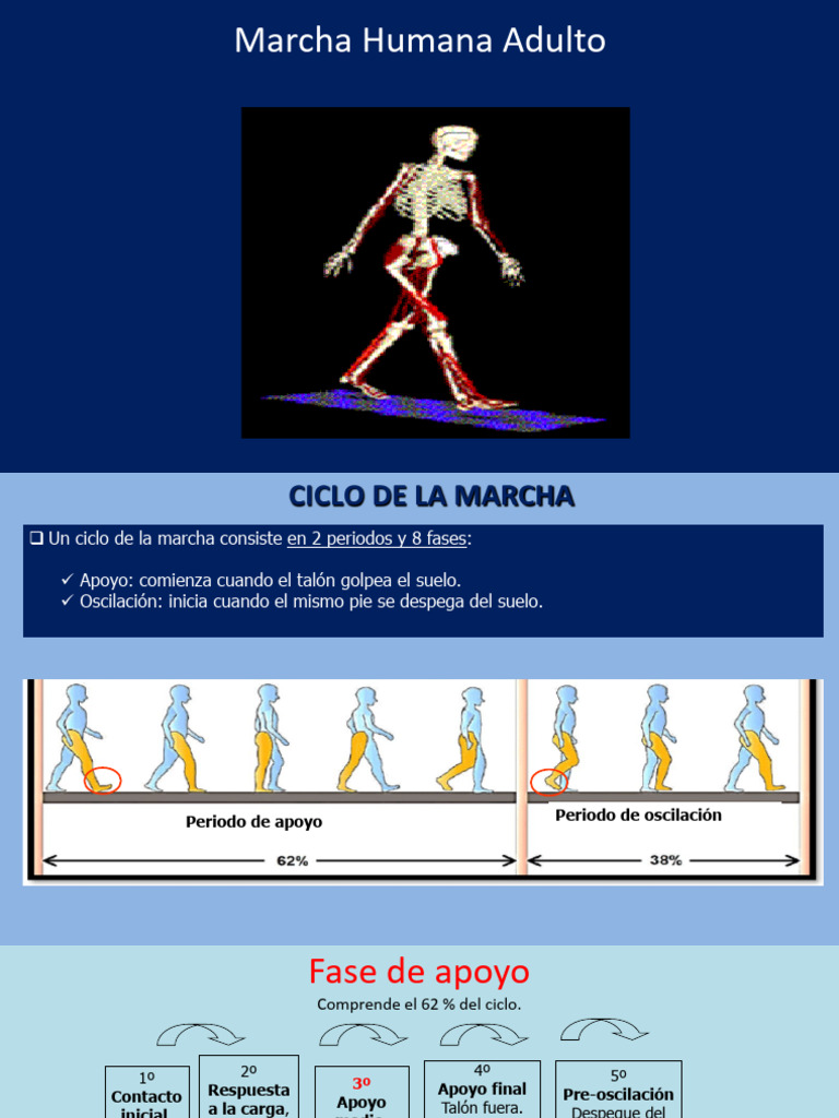 Ciclo y Determinantes de la Marcha Humana | PDF | Pelvis | Pie