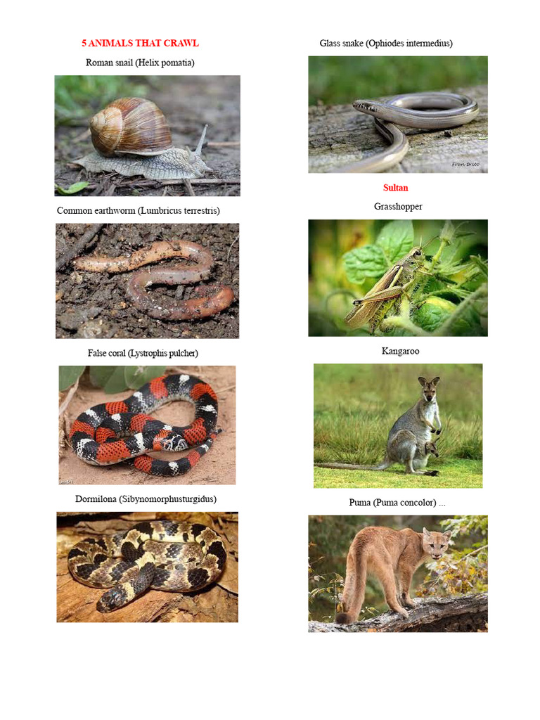 5 Animals That Crawl | PDF
