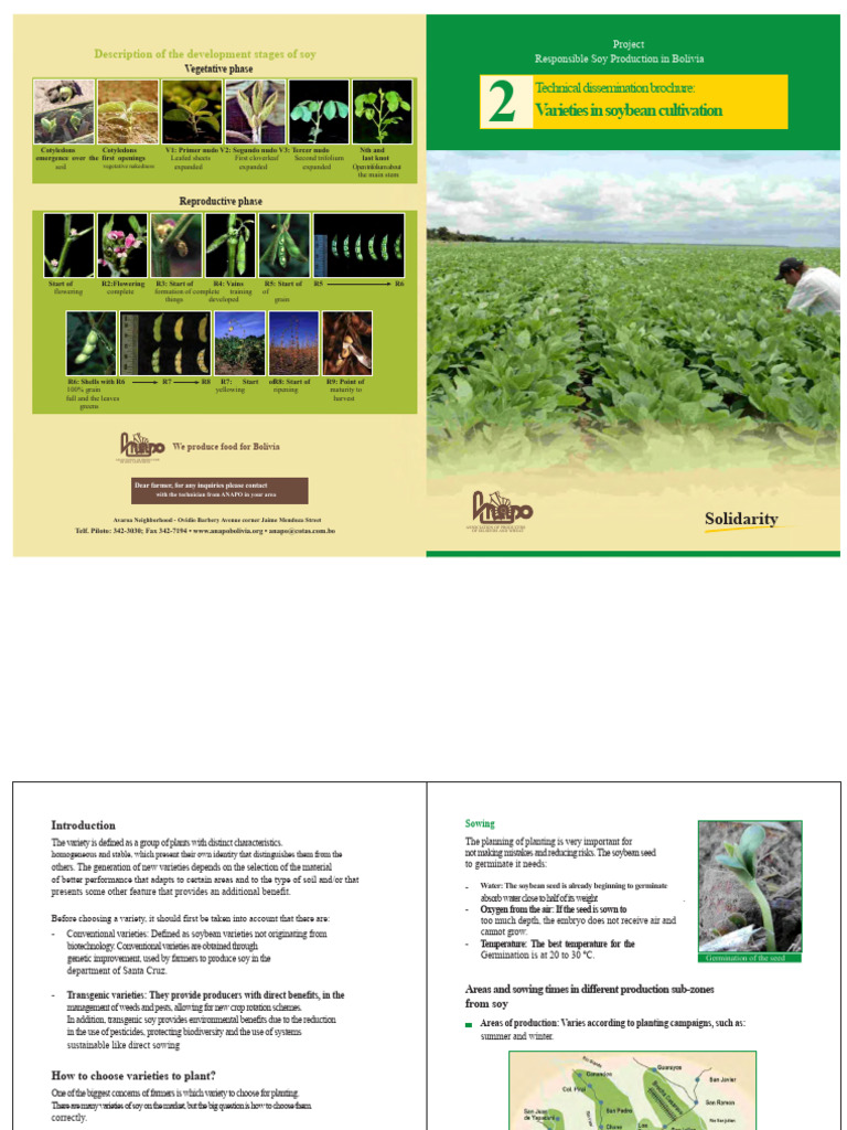 Soybean Cultivation Stages in Bolivia | PDF | Sowing | Soybean