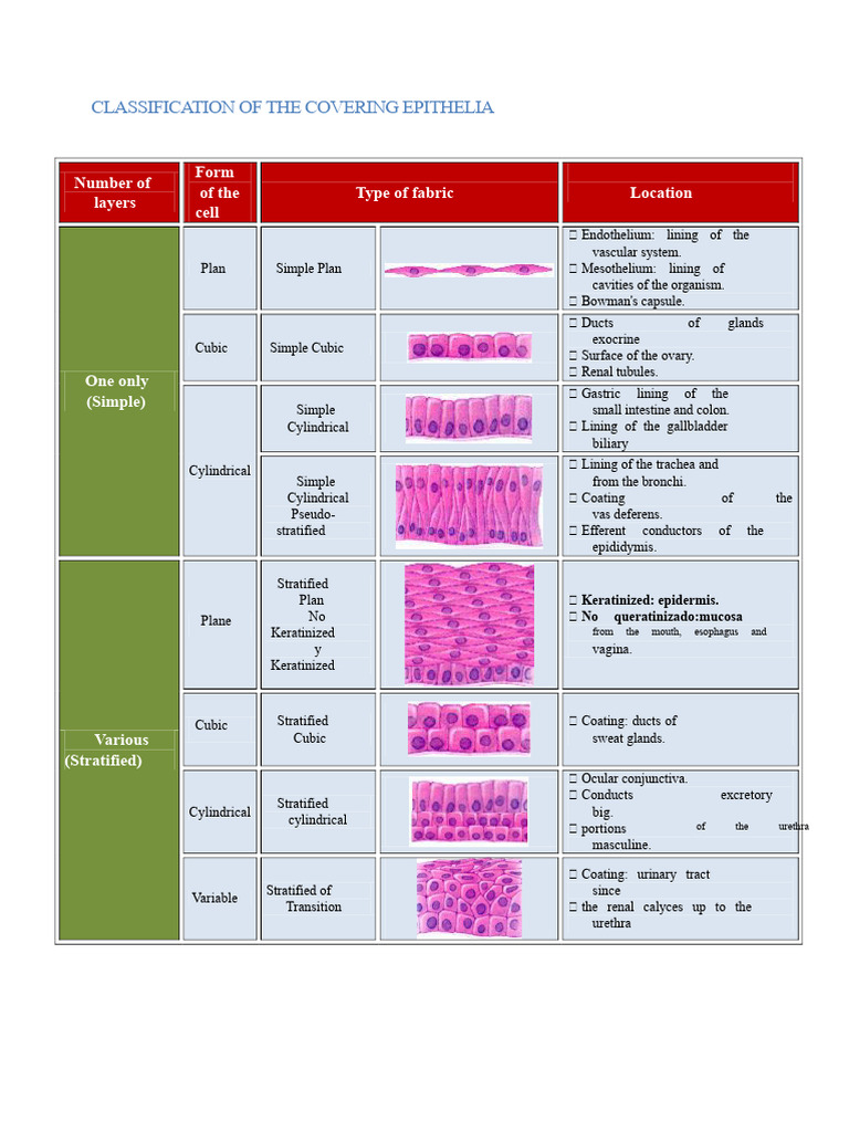 Classification of Covering Epithelia | PDF | Epithelium | Anatomy