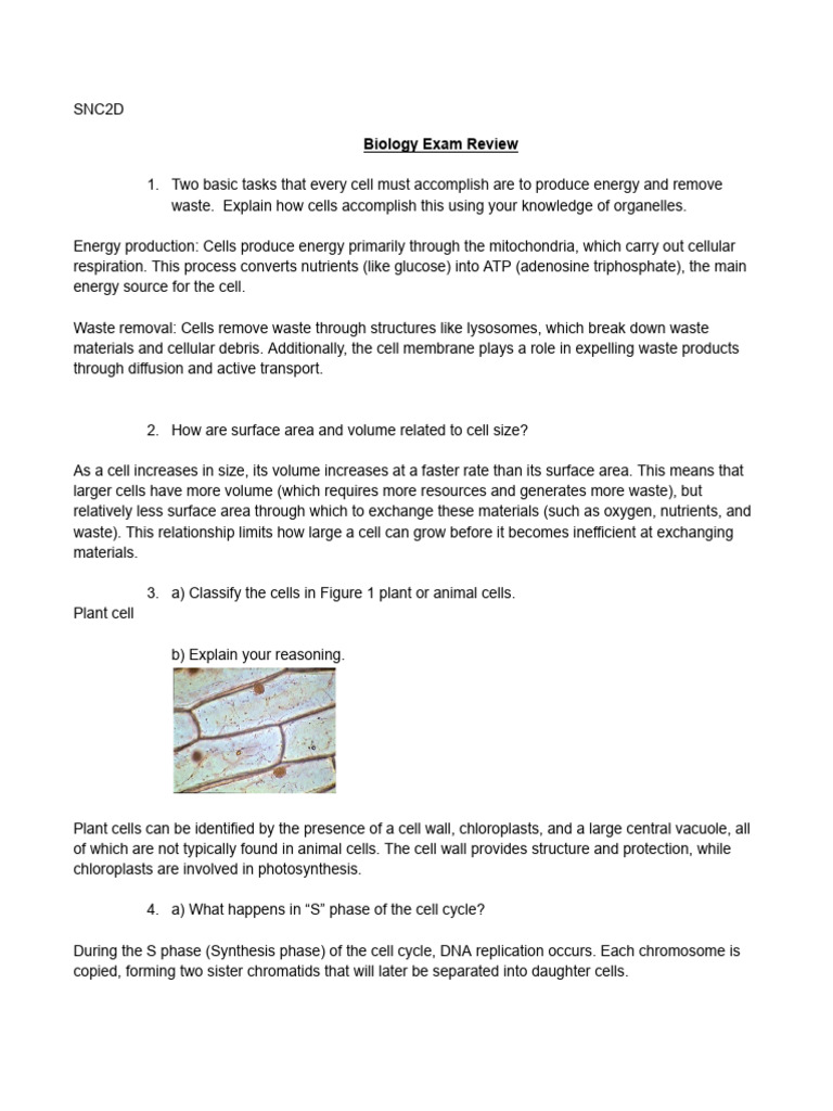 Biology Exam Review: Cell Functions & Systems | PDF | Cell (Biology ...