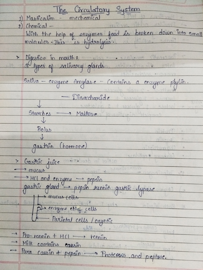 Human Anatomy Notes | PDF