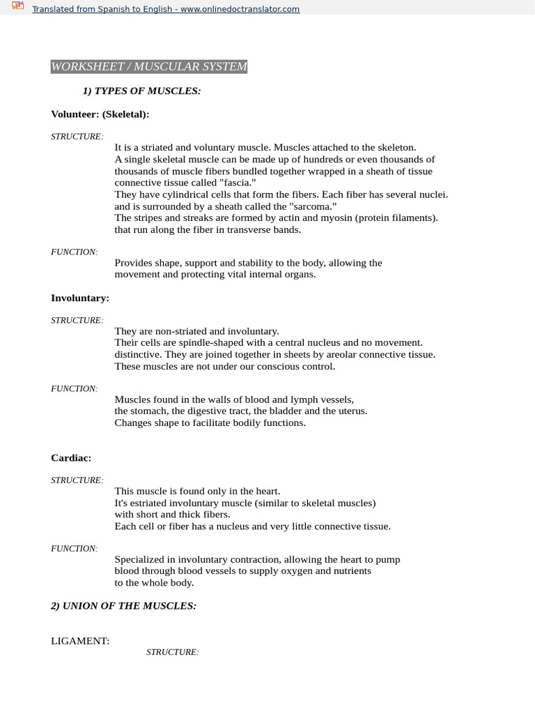 Muscular System - Worksheet | PDF | Anatomical Terms Of Motion ...
