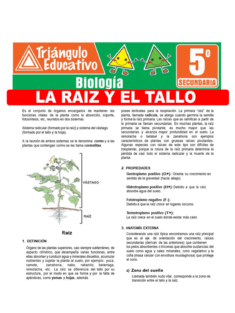 La Raiz y El Tallo para Quinto Grado de Secundaria | PDF | Raíz | Tallo ...