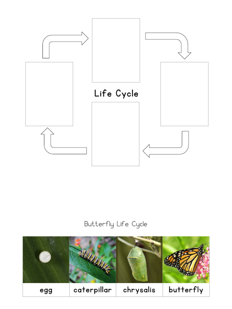 Life Cycles | PDF