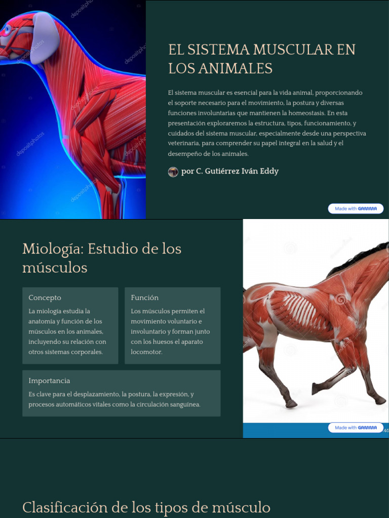 Sistema Muscular en Animales: Guía Completa | PDF | Músculo | Anatomía