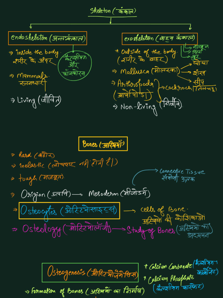 Biology 19 Formation of Bones & Cartilage | PDF