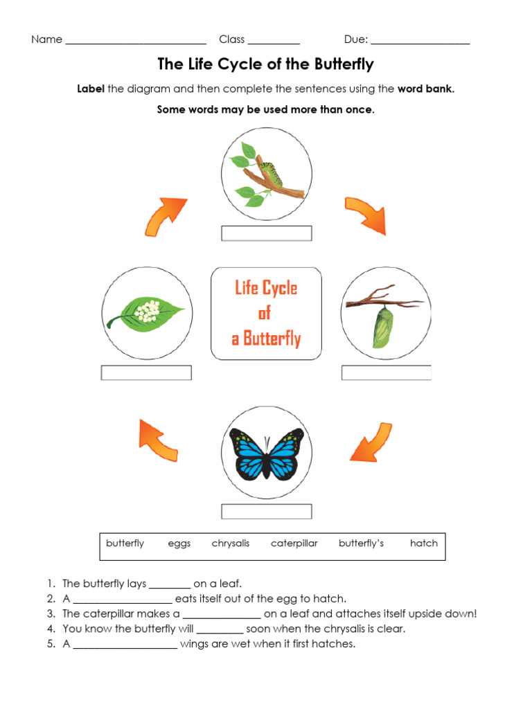G3 The Life Cycle of The Butterfly HW | PDF