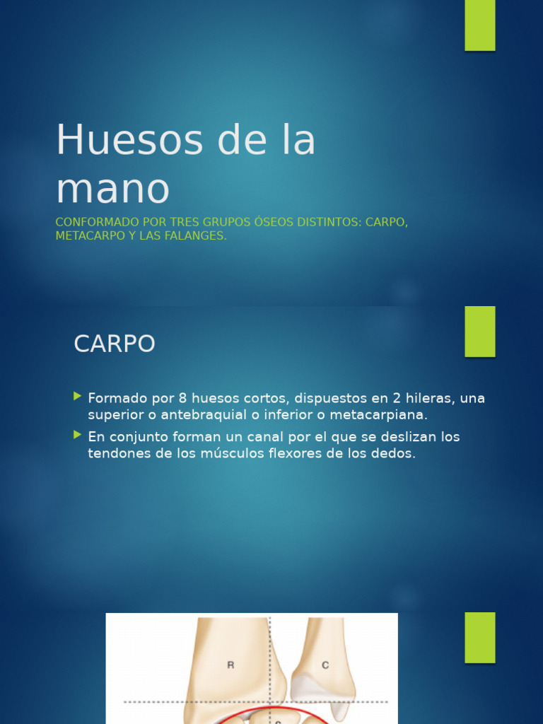 Huesos de la Mano: Carpo, Metacarpo y Falanges | PDF | Mano | Sistema ...