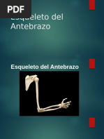 Anatomía del Cúbito: Estructura y Función | PDF | Codo | Extremidades ...