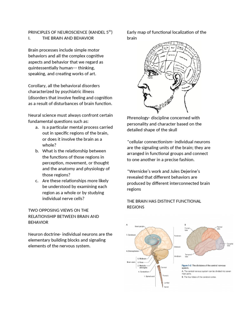 Notes For Principles of Neuroscience (Kandel) | PDF | Brain | Cerebrum