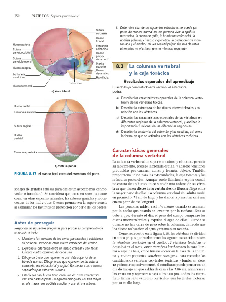 Morfofisiliologia Saladin Anatomia y Fisiologia 278 287 | PDF ...