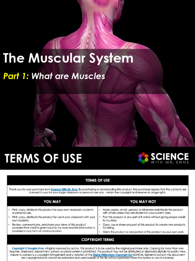 Ppt - Muscular System Advanced PDF | PDF | Skeletal Muscle | Actin