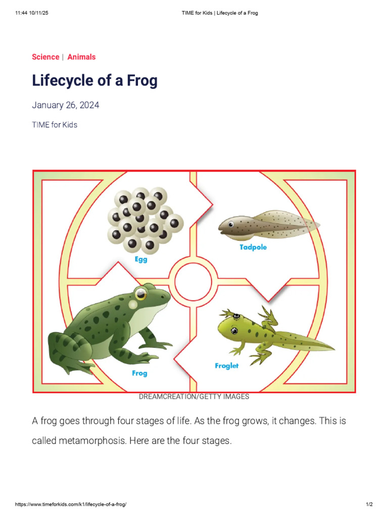 TIME For Kids - Lifecycle of A Frog | PDF