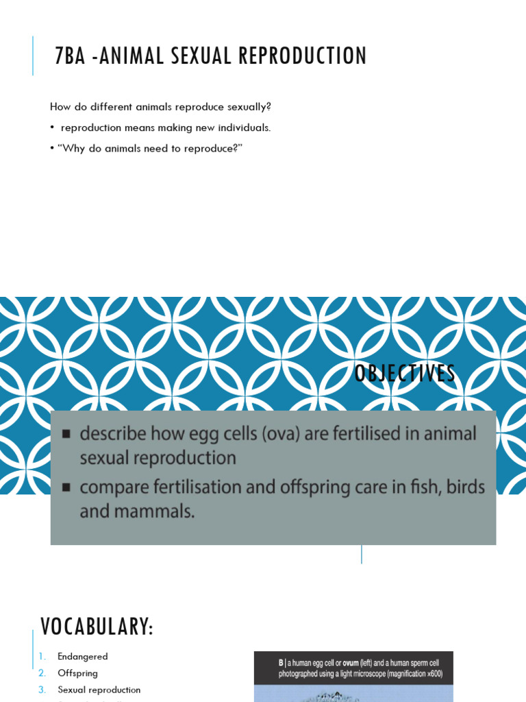 Animal Sexual Reproduction-7ba | PDF | Fertilisation | Sexual Reproduction