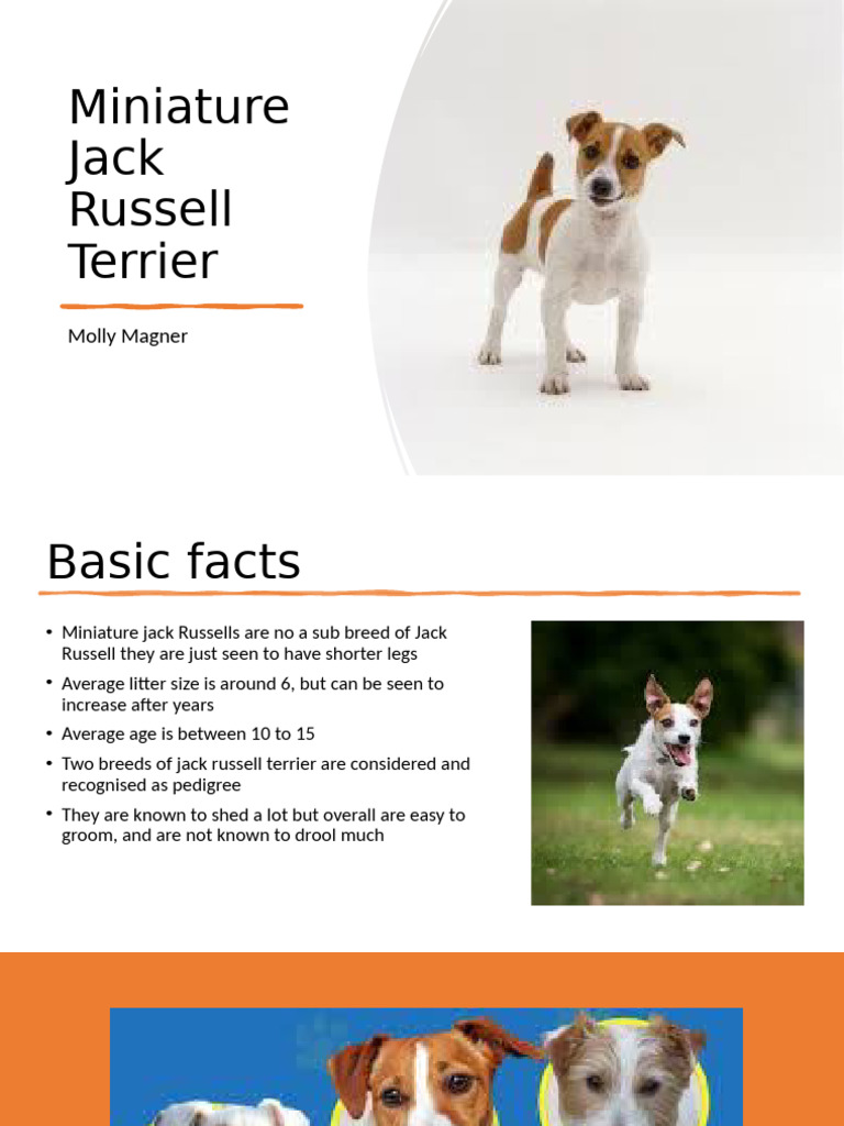 Dog and Cat Breeds-Molly Magner-218490 | PDF | Jack Russell Terrier ...
